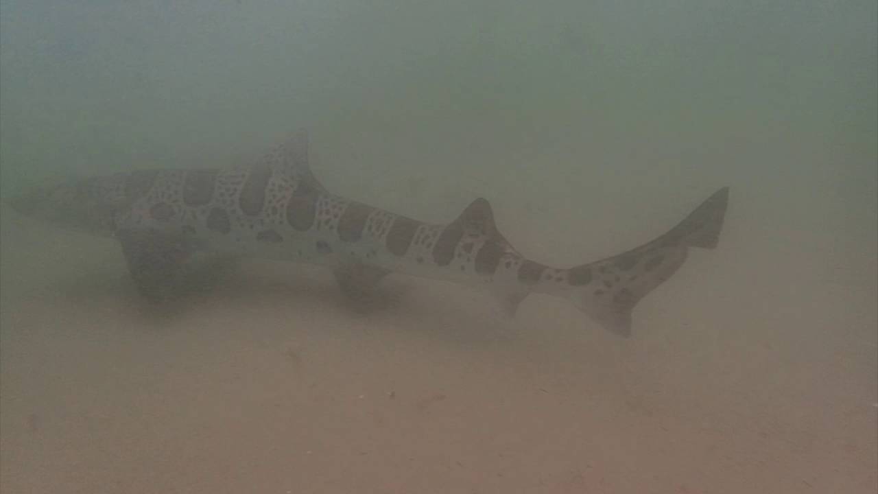 Snorkeling With Leopard Sharks - La Jolla Shores, San Diego, CA ...