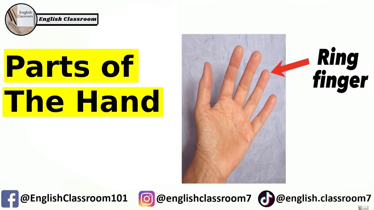 Parts Of The Hand in English - English Vocabulary Lesson - English ...