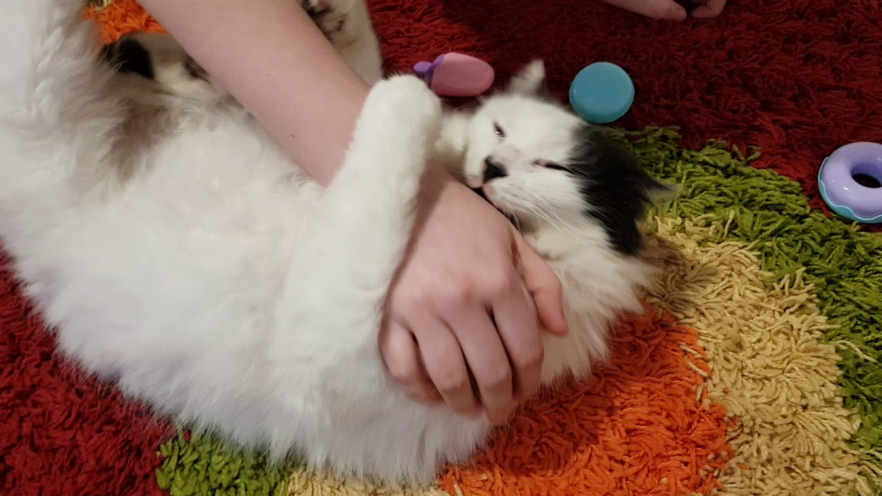 Grumpy cat ignoring owner | Cattitude - YouTube