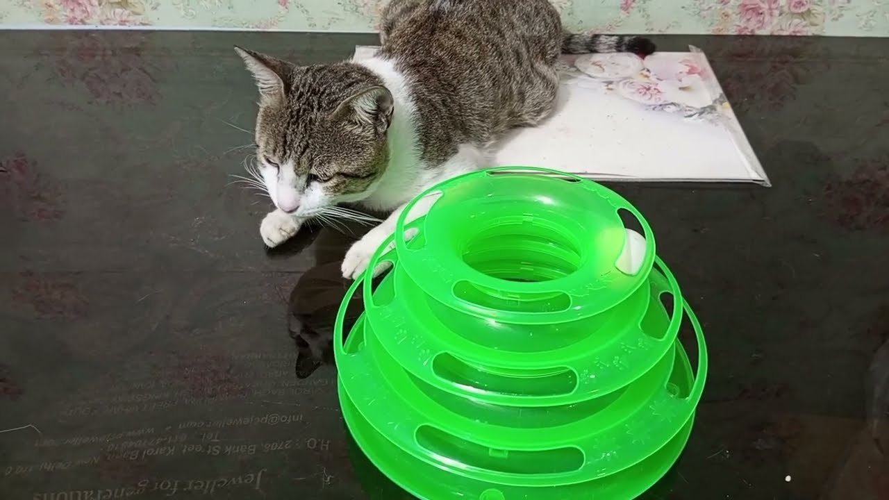 Cat play with ball #catplaying - YouTube