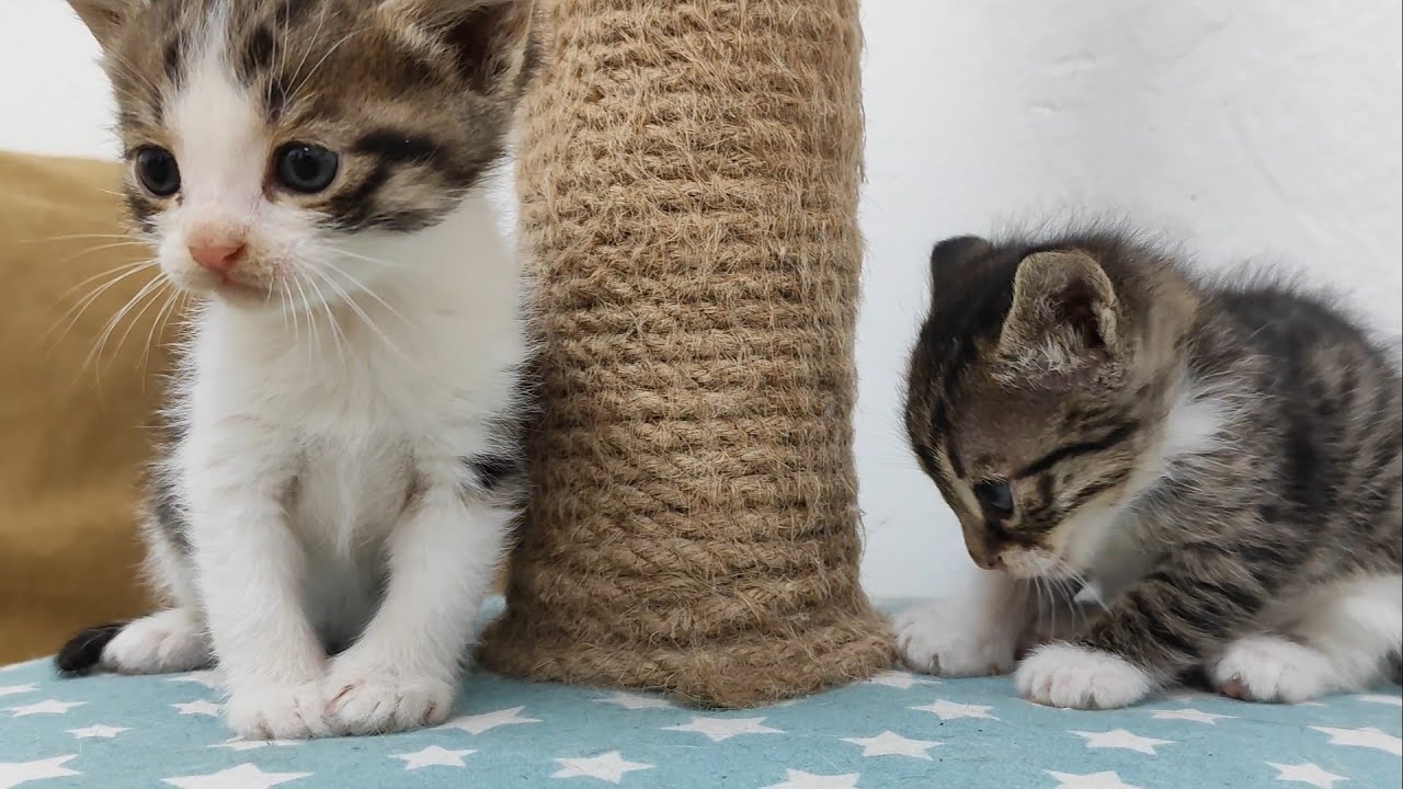 Cute kittens are playing together🐾 - YouTube
