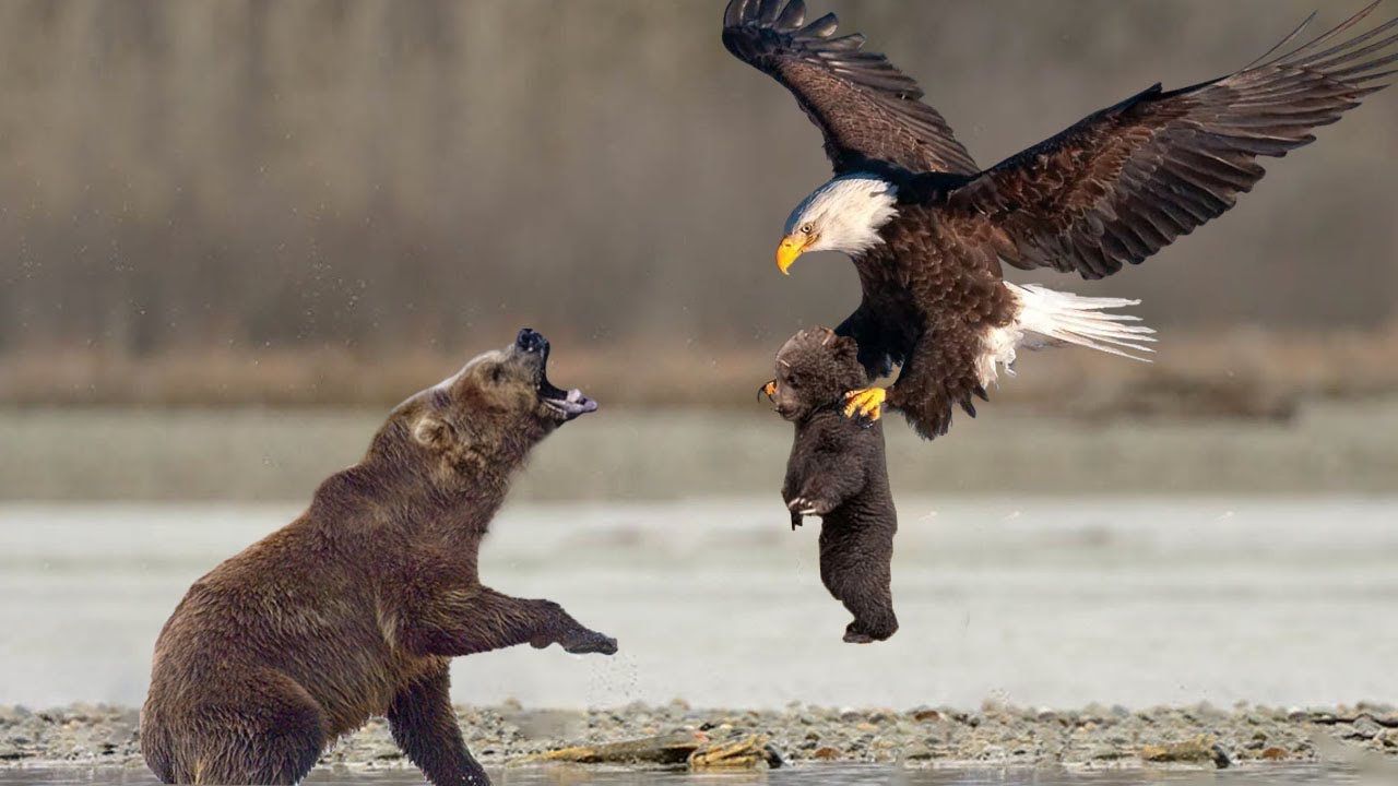 Eagle Attacks Baby Bear In Front Of Mother Bear And What Happens Next? - YouTube