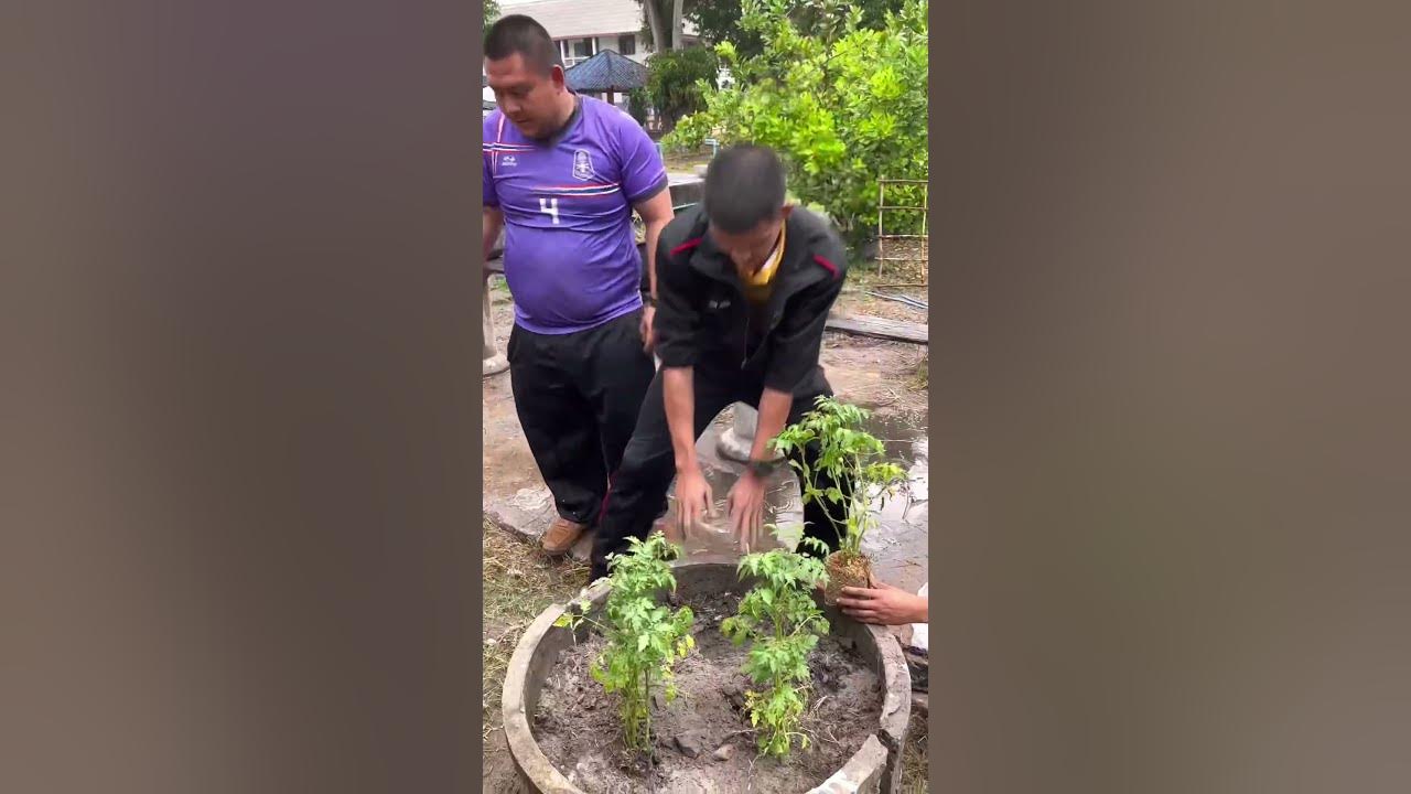 ปลูกผักไว้ทานเอง ณ ที่ทำงาน วิทยาพาแซ่บ Youtube