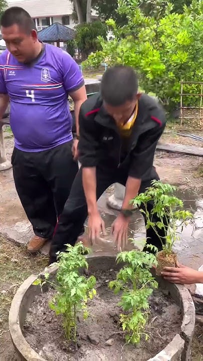 ปลูกผักไว้ทานเอง ณ ที่ทำงาน วิทยาพาแซ่บ Youtube