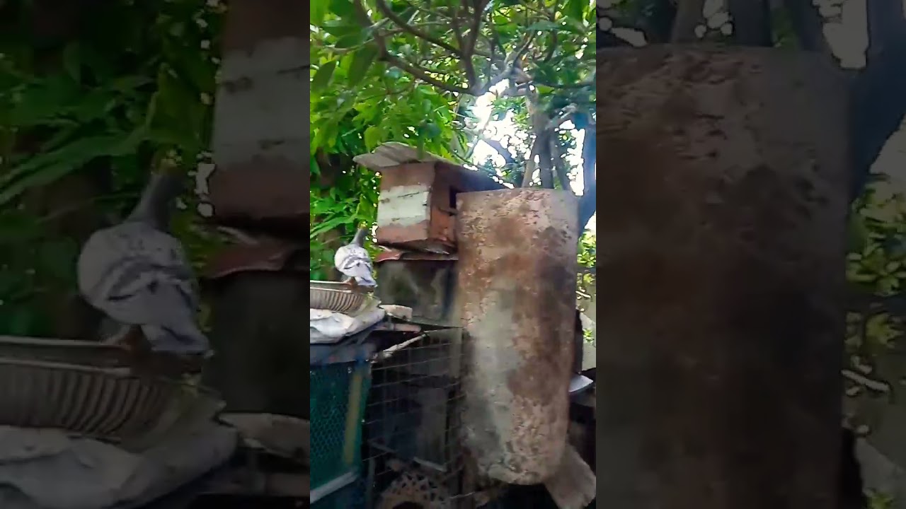 kalapating mataas Ang lipad! 🕊️ #shorts #reels #shortsviral #shortvideo ...