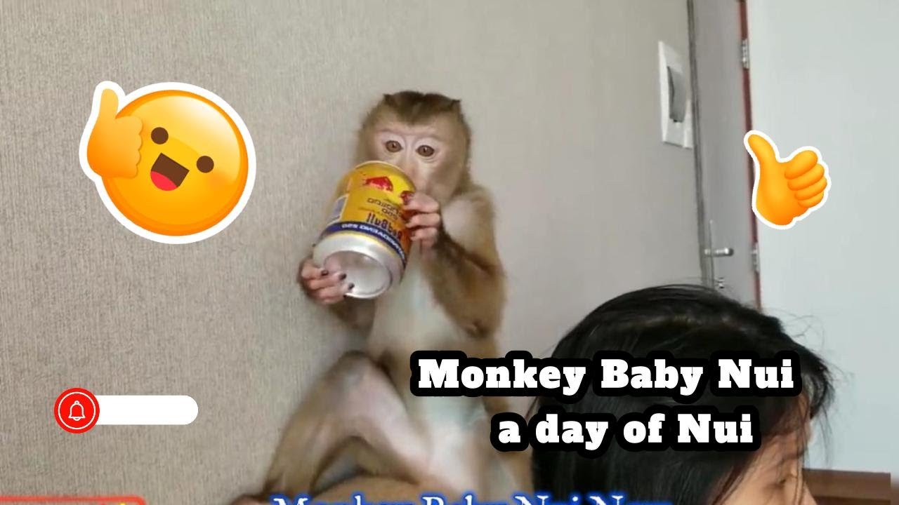 Monkey Baby Nui a day of Nui - YouTube