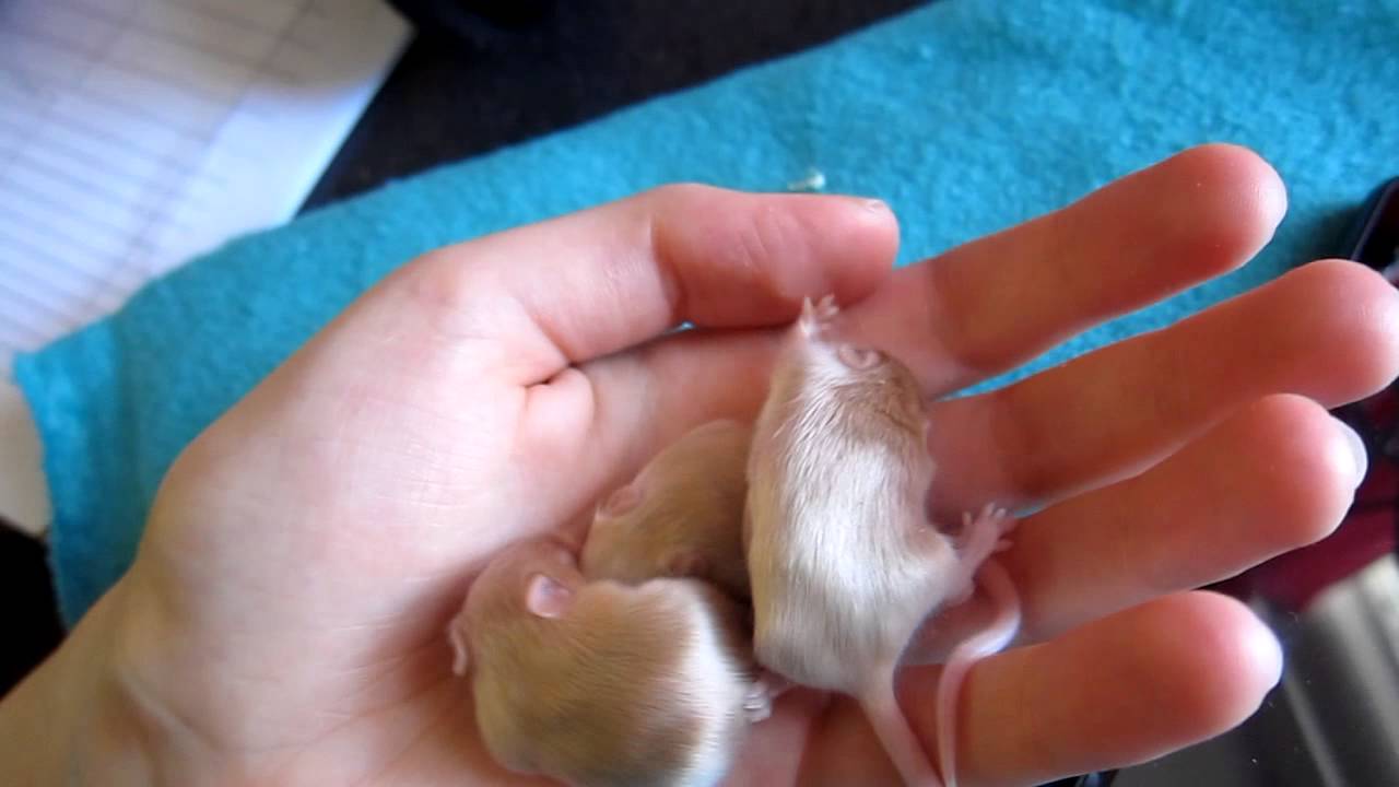 Baby Mice Grooming - YouTube