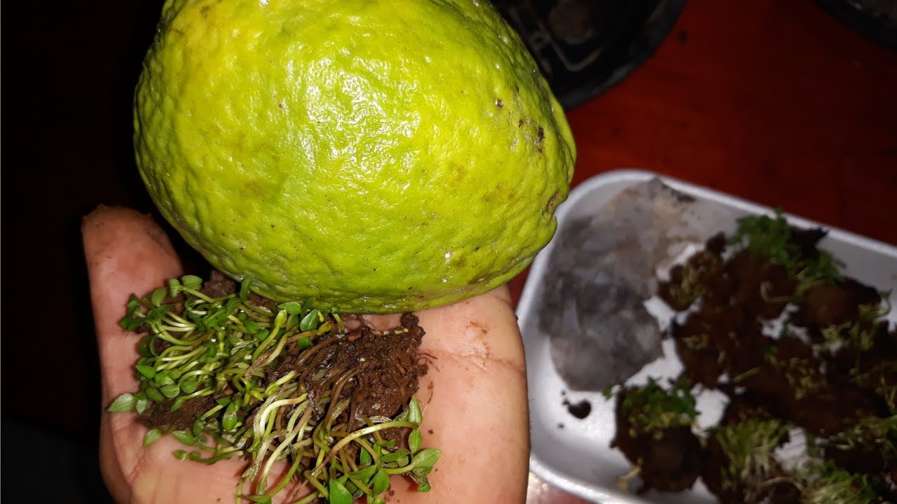 É SIMPLES GERMINAR SEMENTE DE GOIABA!!!! - YouTube