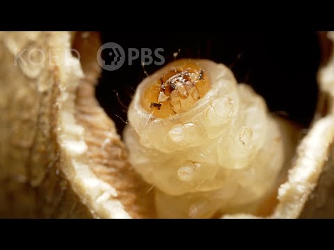 Why Do Bean Beetles Prefer Beans From Parent Generation