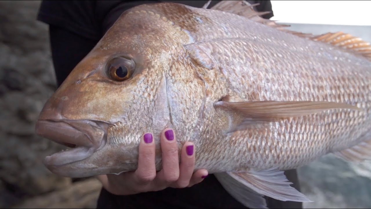 SNAPPER SPECIAL (Season 7, ep 8) - YouTube