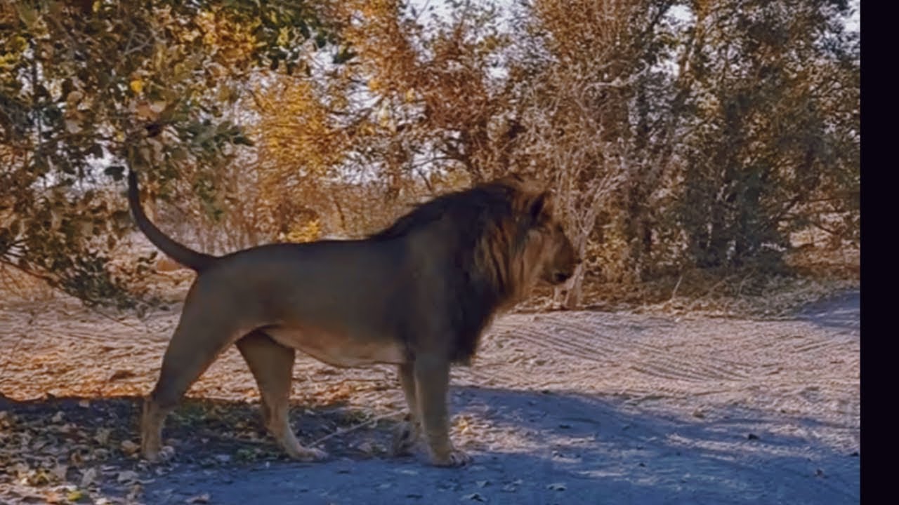 Romeo Renegades Male Lion | Son of Sekekama | Botswana | 5 September ...