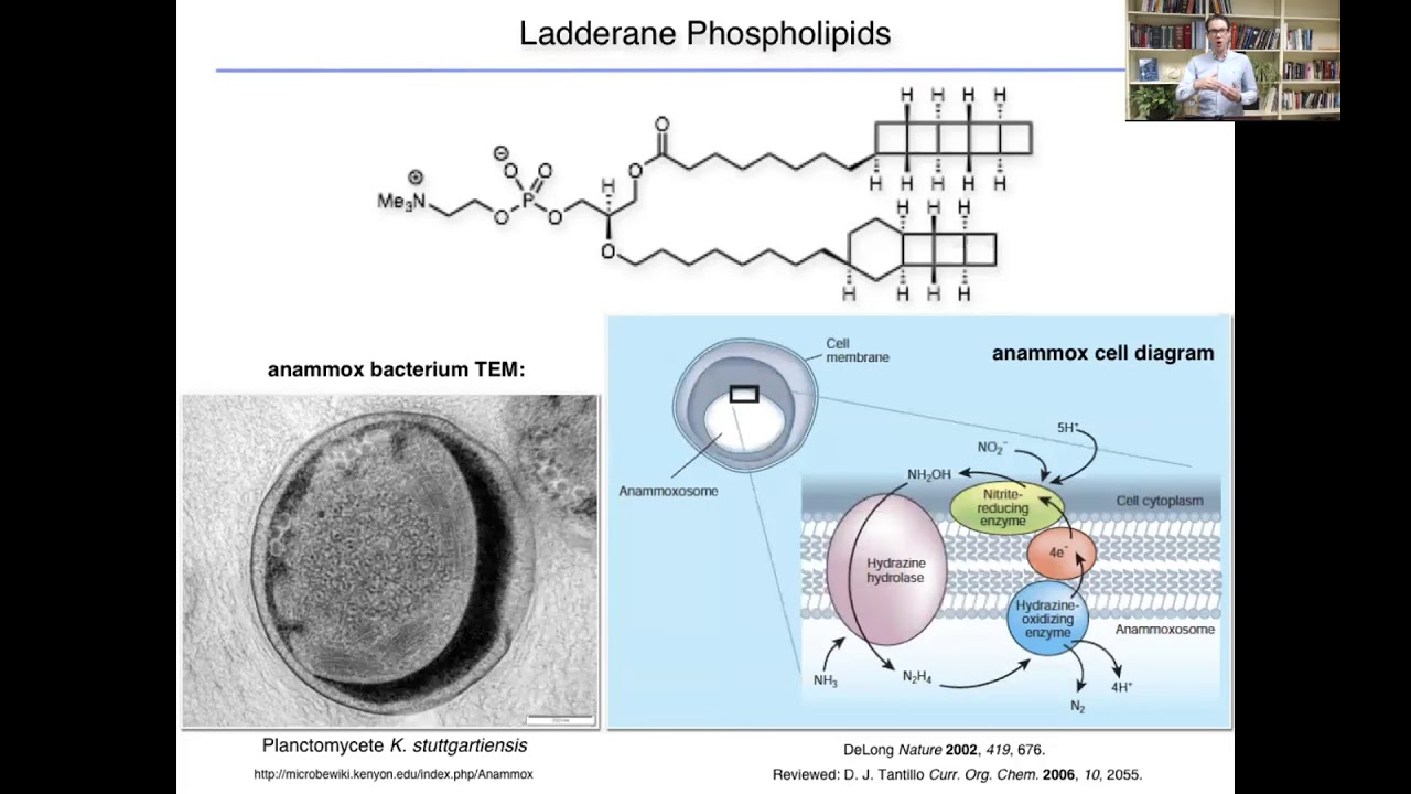 Webinar #5, S16 232 Ladderanes - YouTube
