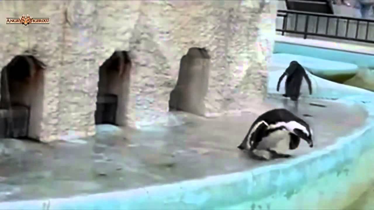 NEW TOP 5 Funny Penguins Fails 2014 + BONUS11.mp4 - YouTube