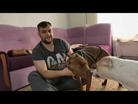 Обзор амуниции для собак/ шлейка для собаки / шлейка для вейтпуллинга ...