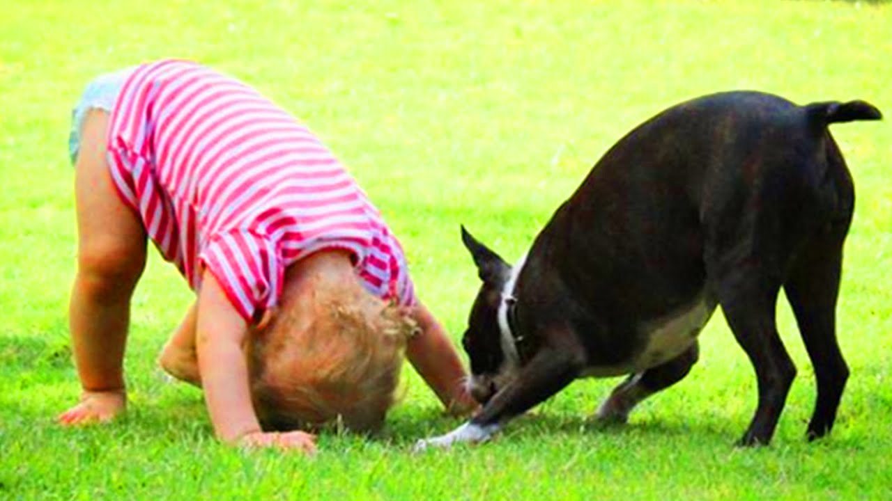 Funny Baby Playing with Animals - Baby and Pets Video - YouTube