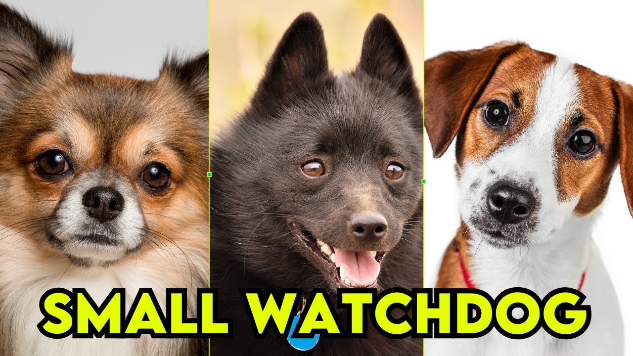 10 Best Small Watchdog Breeds - YouTube
