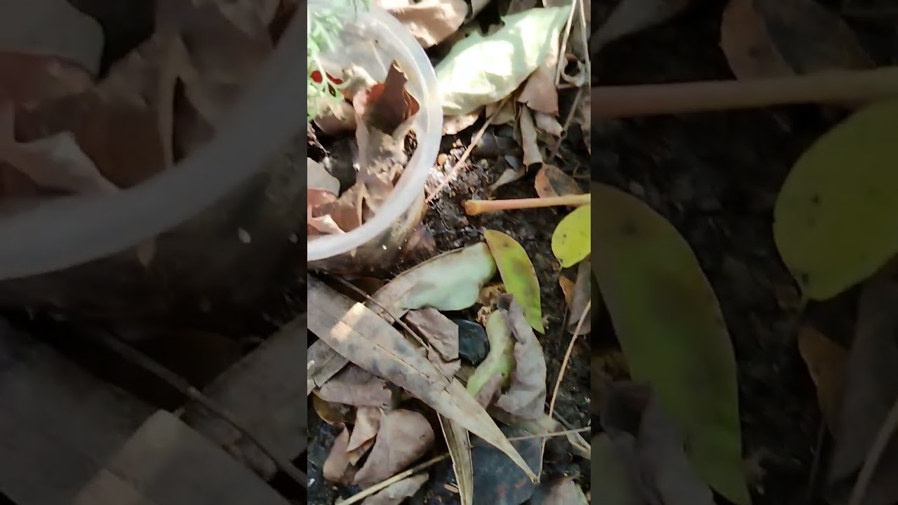 Marikolunthu(மரிக்கொழுந்து)/ how to grow from cuttings ? - YouTube