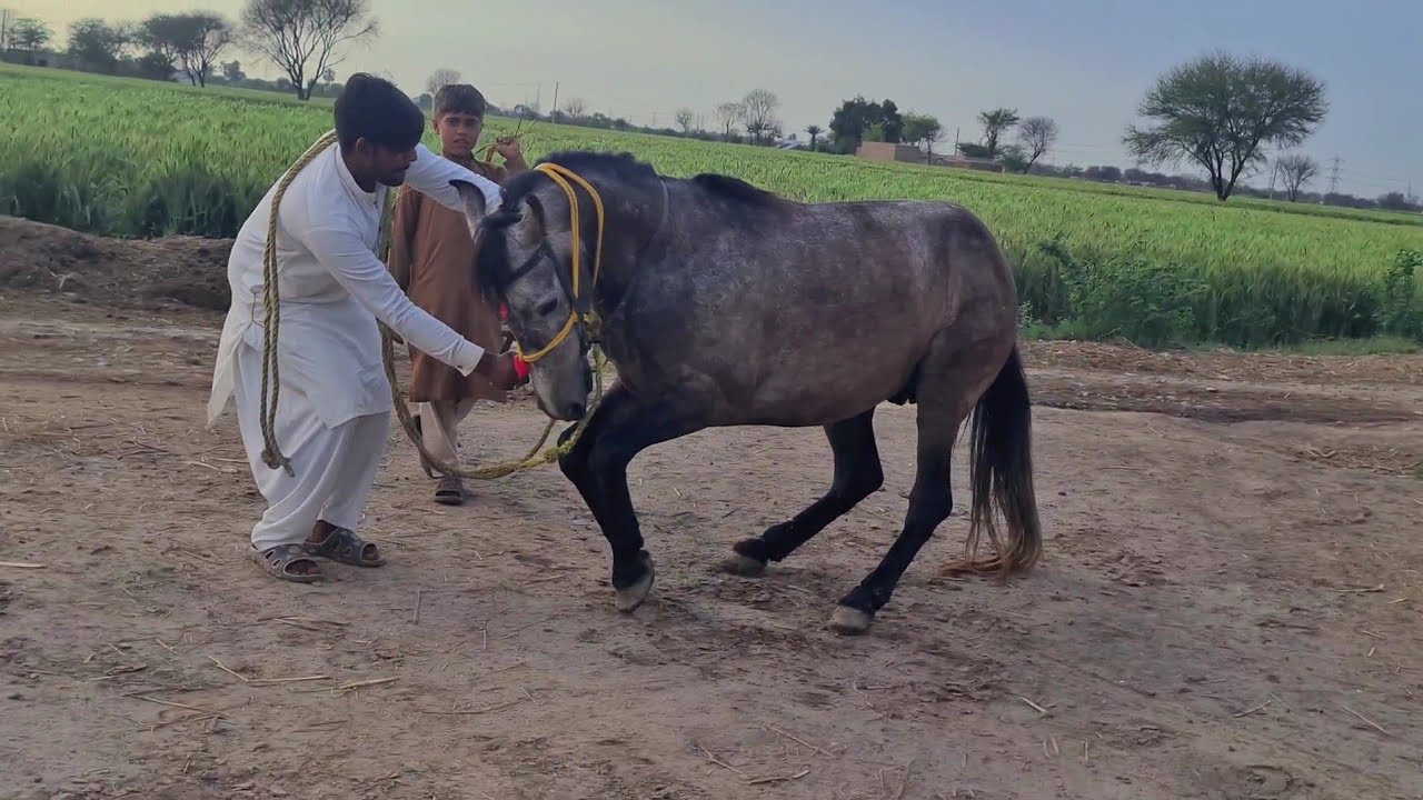 Horse Farming In Pakistan Sawa Danser Ghora Location Rustam Ghora Farm ...