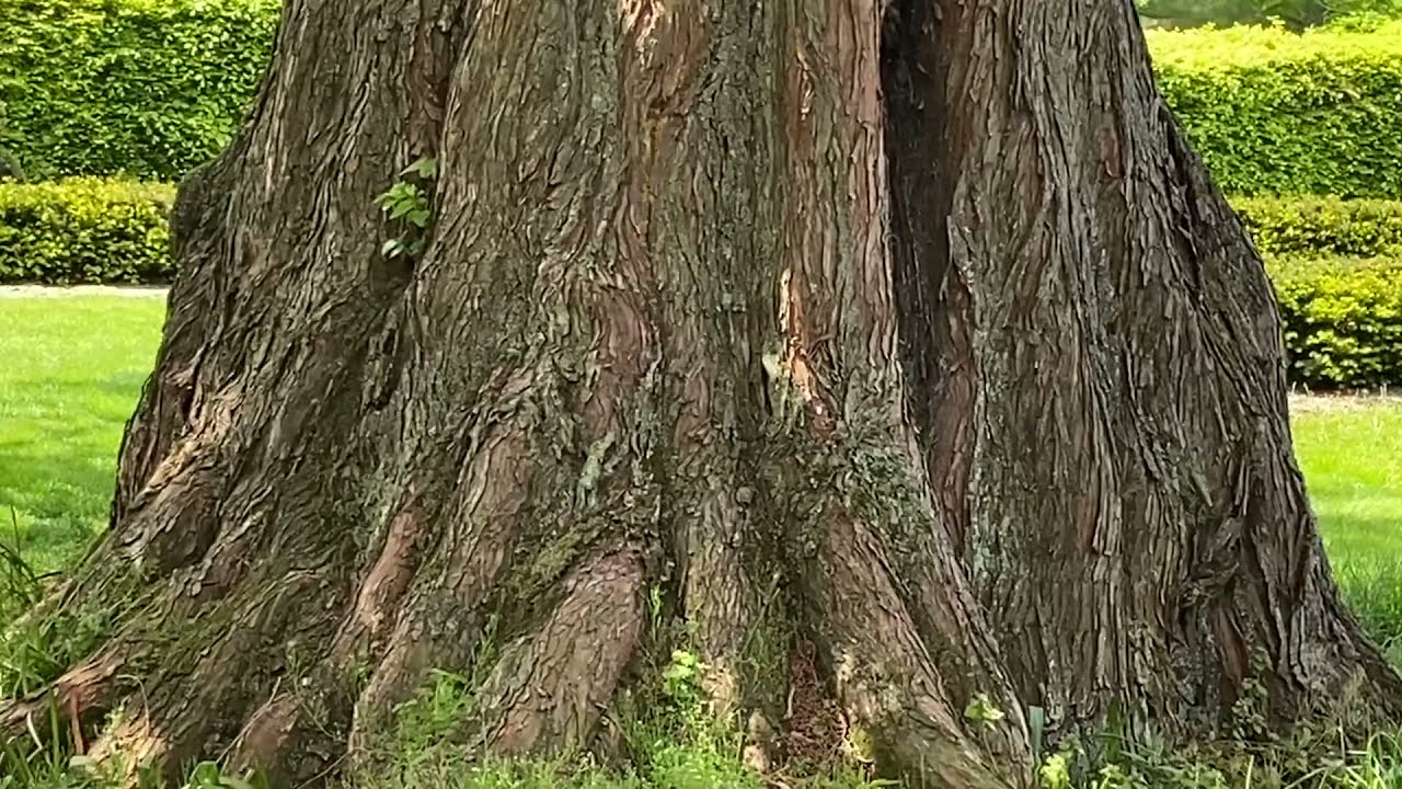 Is this the largest Dawn Redwood Tree in America? - YouTube