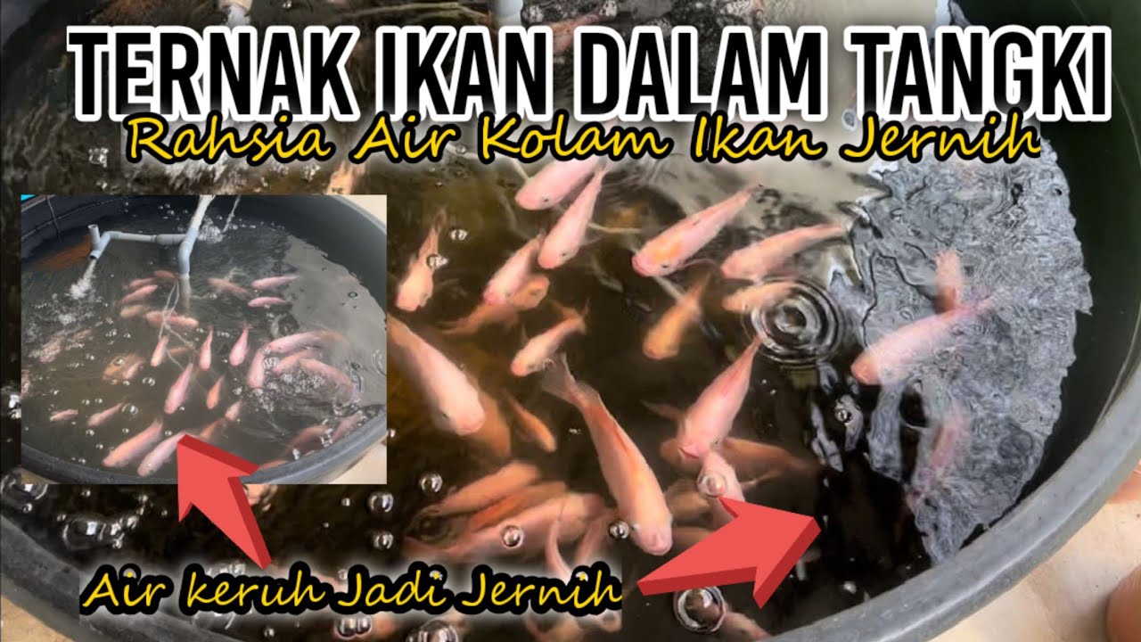 Rahsia Air Kolam Ikan Jernih | Ternak Ikan Dalam Tangki Polytank ...