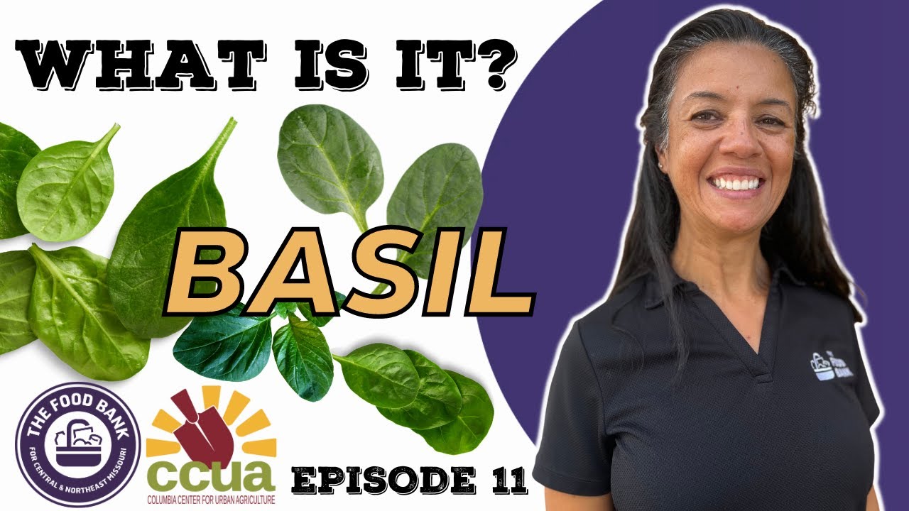 What is it? Ep. 11 - BASIL - YouTube