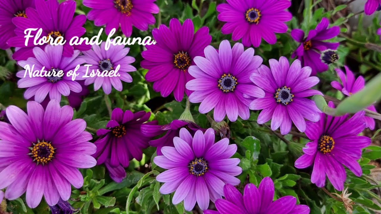 Nature of Israel. Flora and Fauna. - YouTube