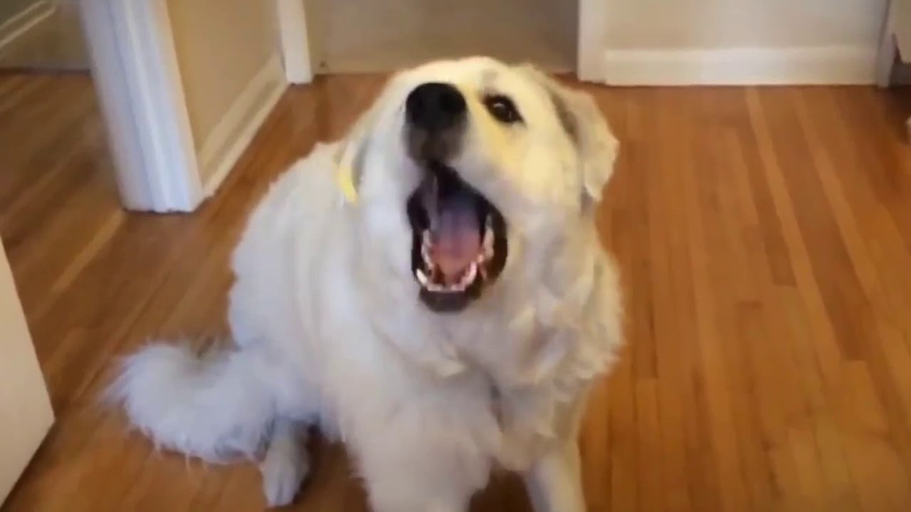 Funniest Dog Fetch Fail Compilation - YouTube