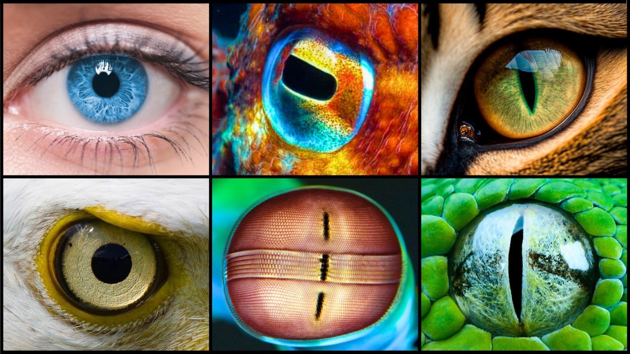How 9 Different Animals See the World - YouTube