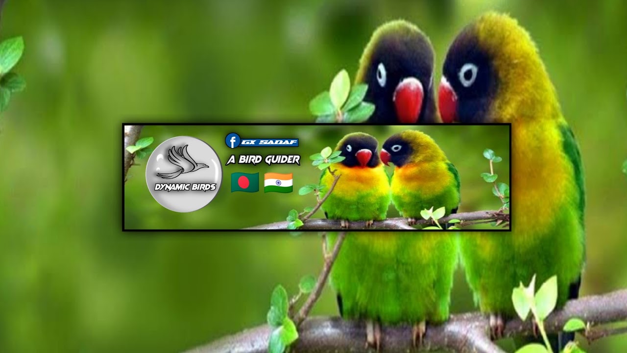 DYNAMIC BIRDS Live Stream - YouTube