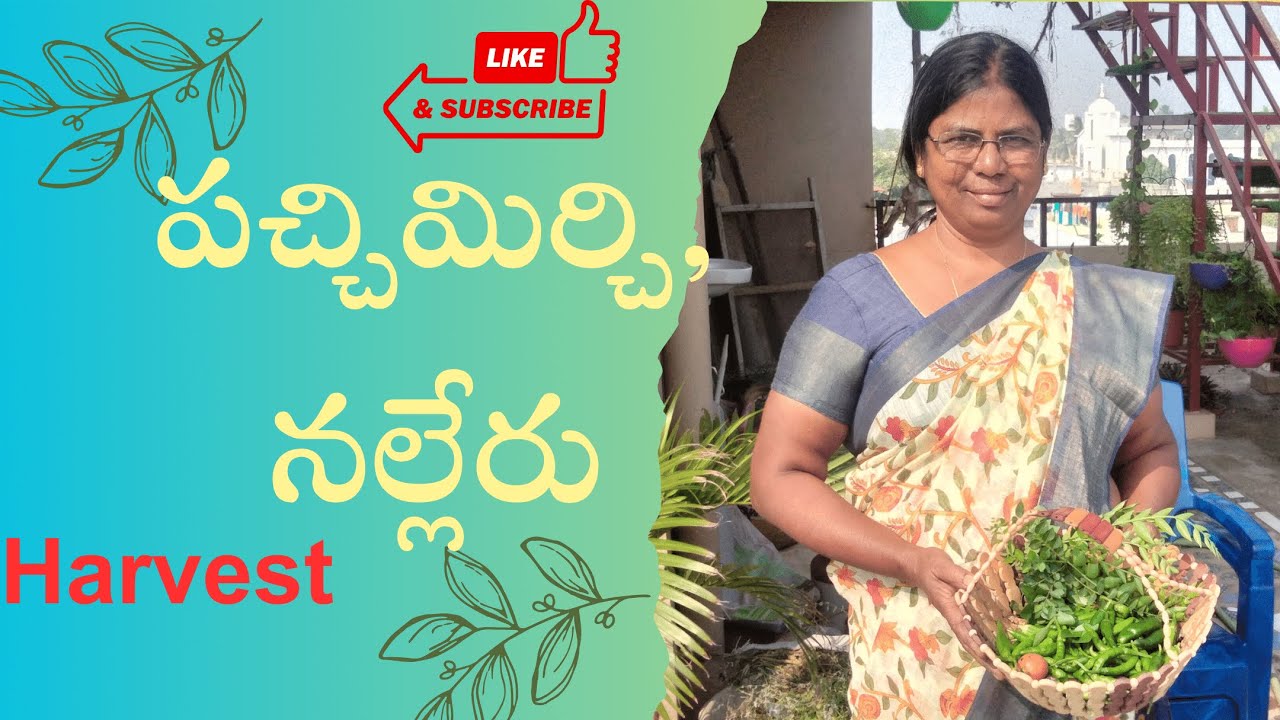 Boost Your Green Mirchi and Nalleru Harvest with Expert Know-How ...