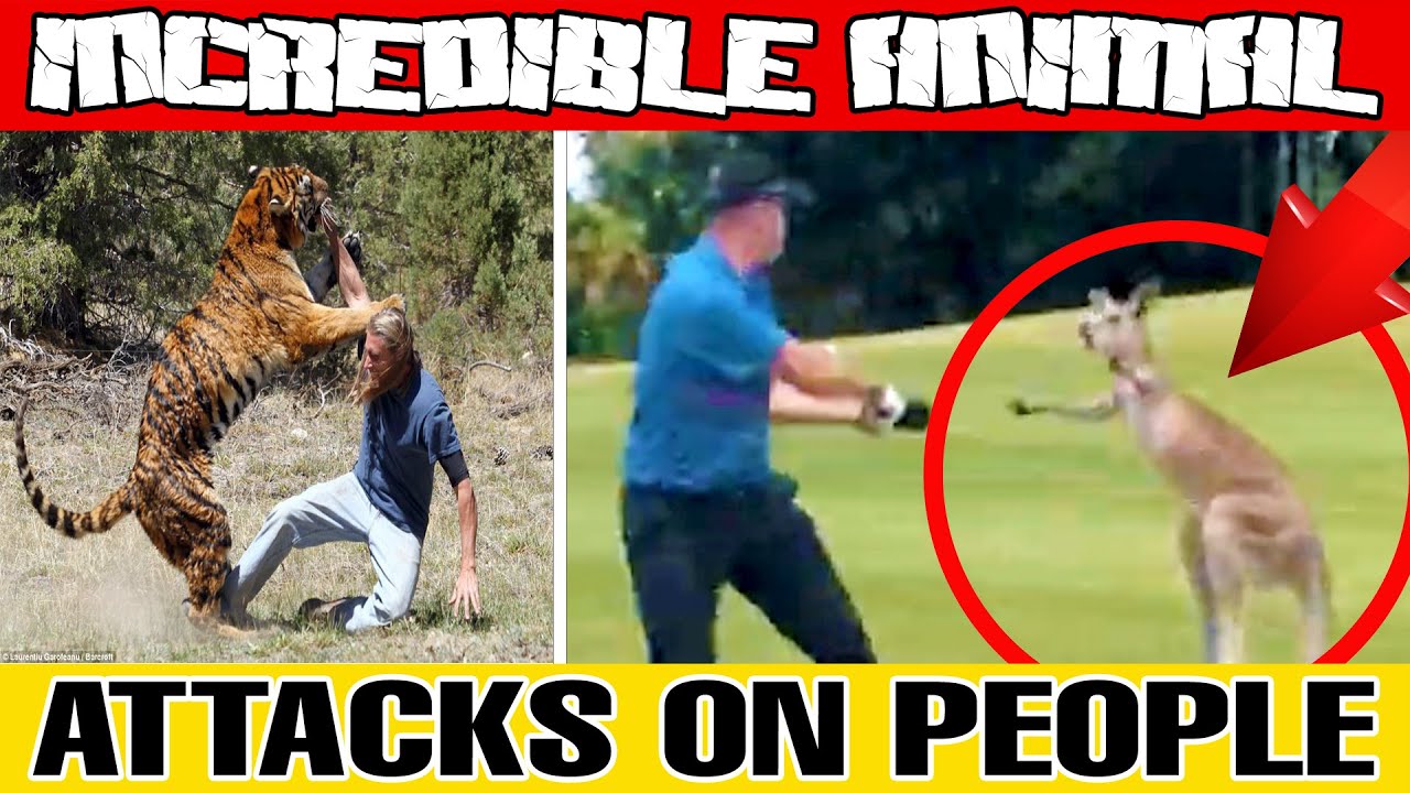 SHOCKING ANIMAL ATTACKS ON PEOPLE! Animals' Dangerous Encounters - YouTube