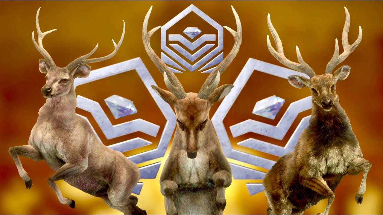 TONS OF SAMBAR, RUSA AND HOG DEER DIAMOND AND RARE TROPHIES FROM ...