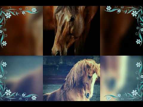 At sekilleri  ENES BATUR DOLUNAY