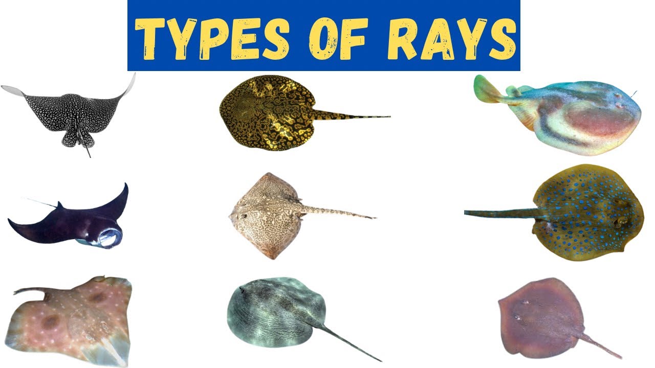 Rays Species Names With Pictures | Types Of Rays | Rays For Kids #rays ...