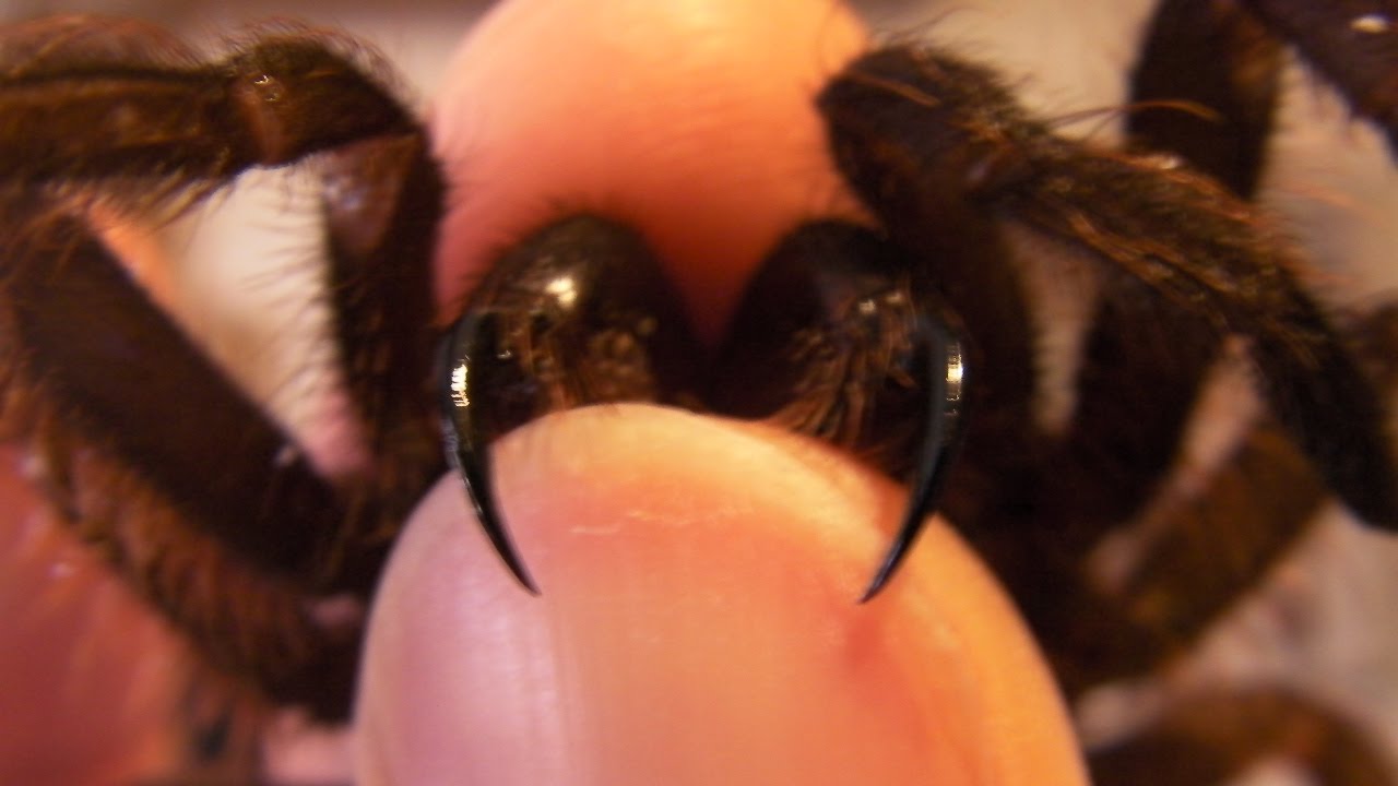 T. blondi Molt and Sexing! - YouTube