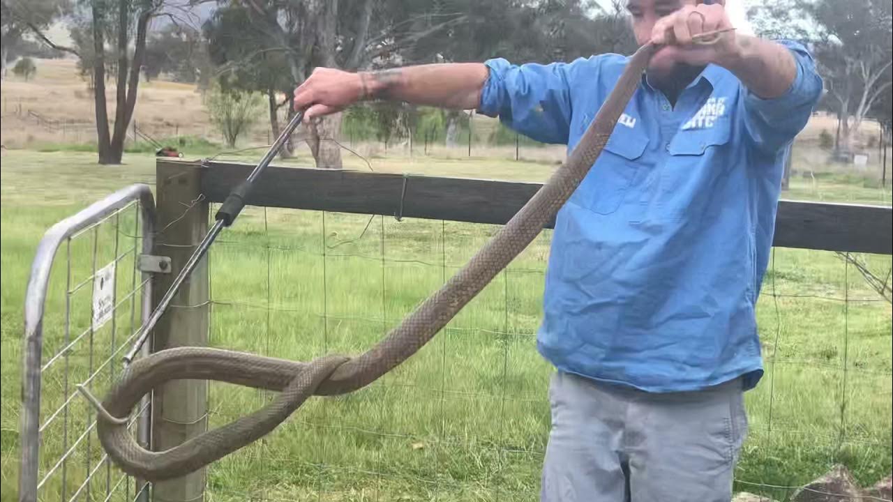 Big Eastern Brown Snake - Ballandean - YouTube