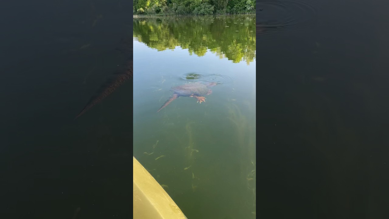 Who remembers the Kentucky Turtle man? #turlteman #shortsvideo # ...