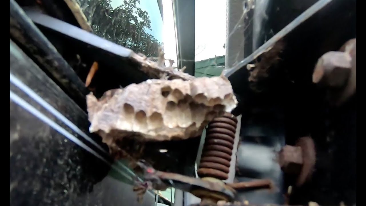 Wasp Infested Vehicles etc. - YouTube