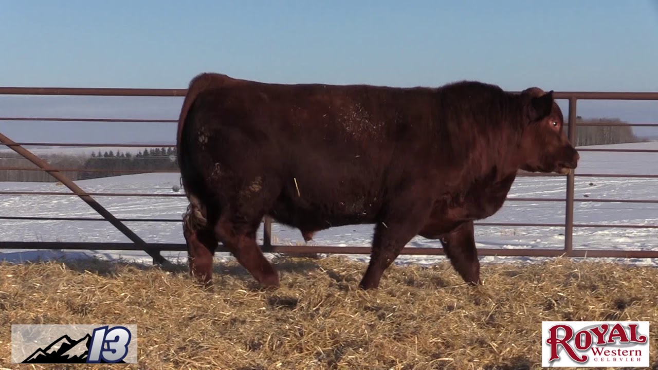 Draft Picks 2021 Bull Sale Lot 13 - YouTube