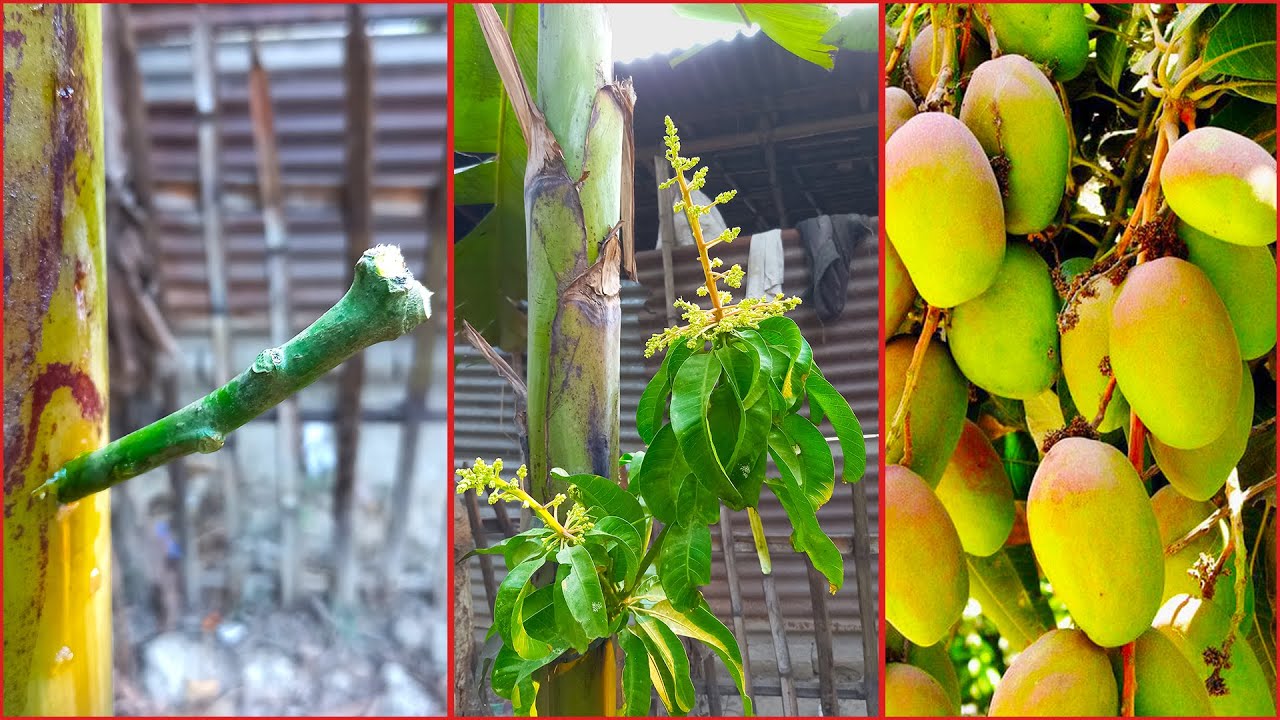 Simple method propagate mango tree from mango cutting with banana tree ...