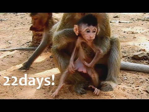 Hope Less!! Barbi sad face S0 much want to walk stach in hand mom 22days sine born.