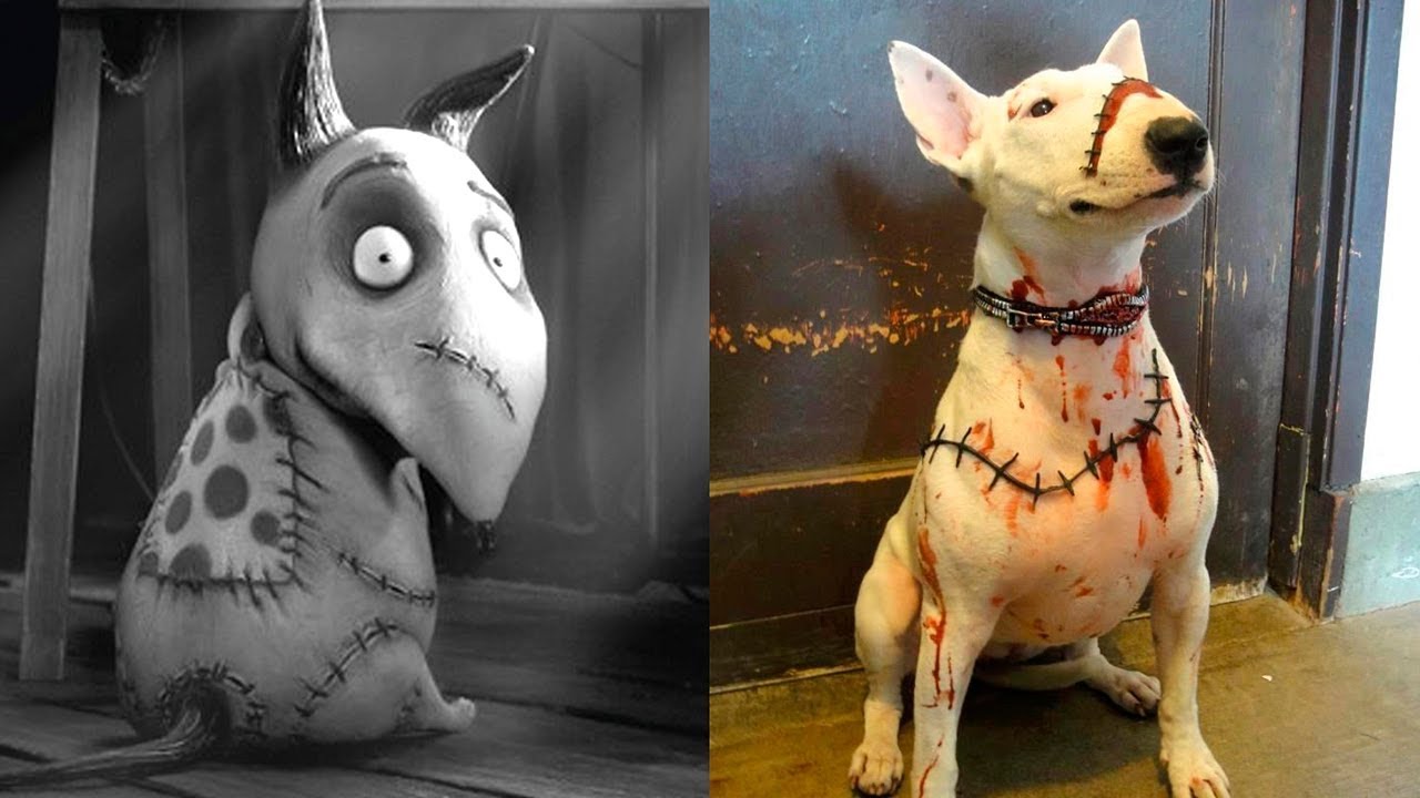 30 Amazing cosplaying dogs - YouTube
