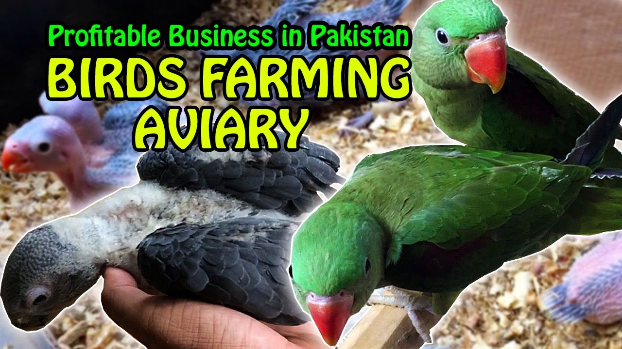 Birds Farming Aviary | A Profitable Business in Pakistan | Video in ...
