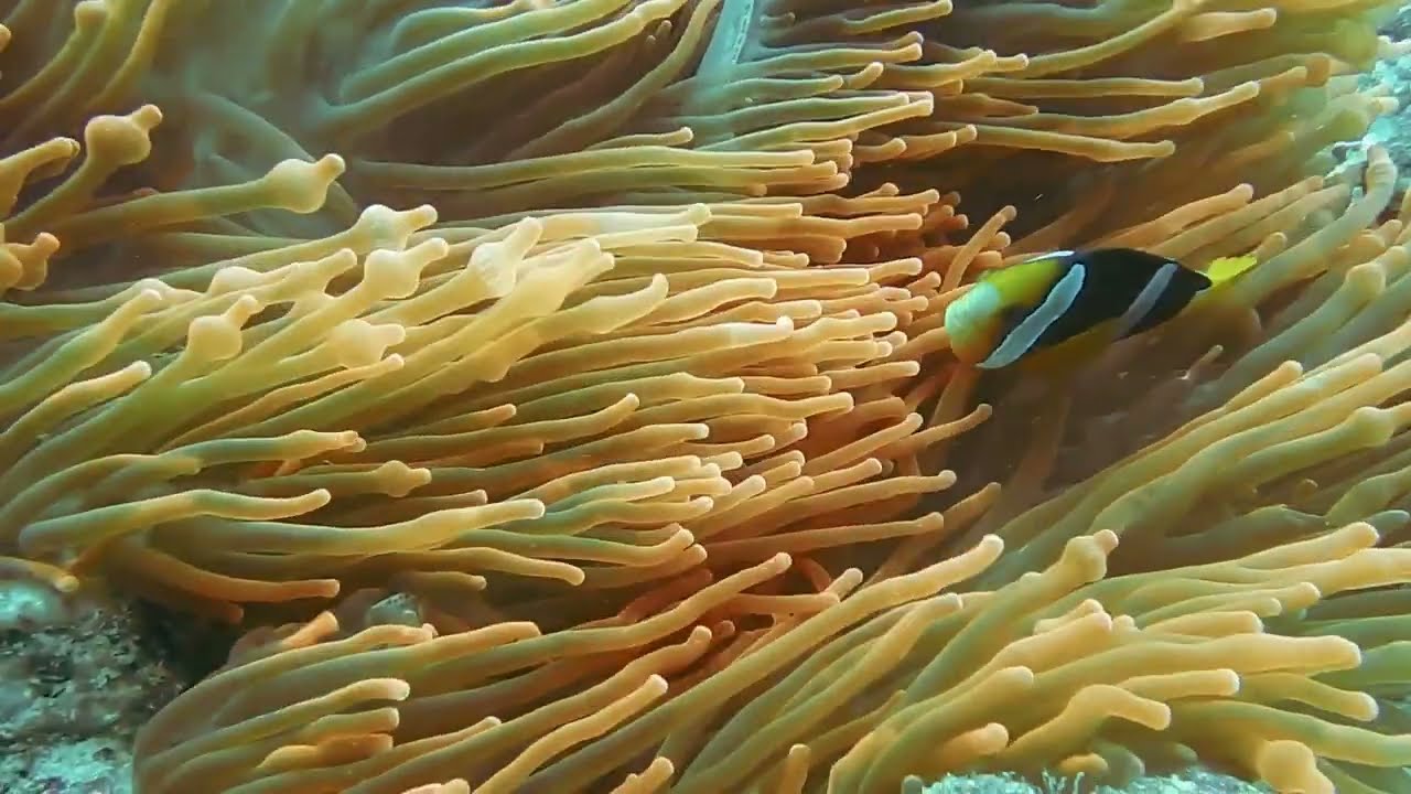 Amazing Coral Reef - Nature Documentary - YouTube