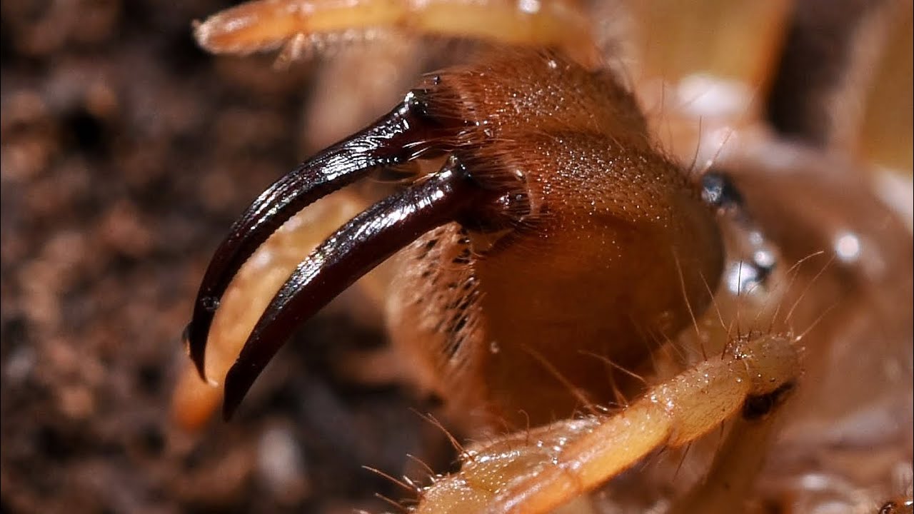 Calommata signata pictures. Please Watch in 4k/HD - YouTube