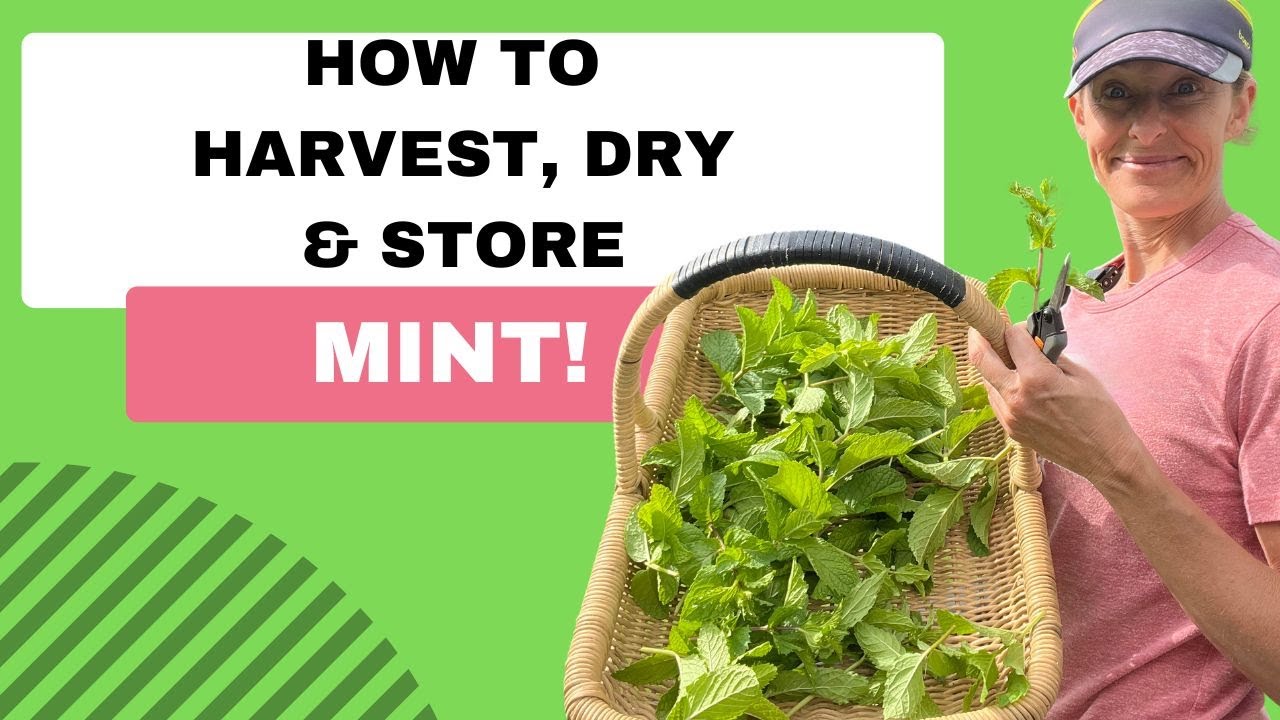How To Harvest, Dry & Store Mint. - YouTube