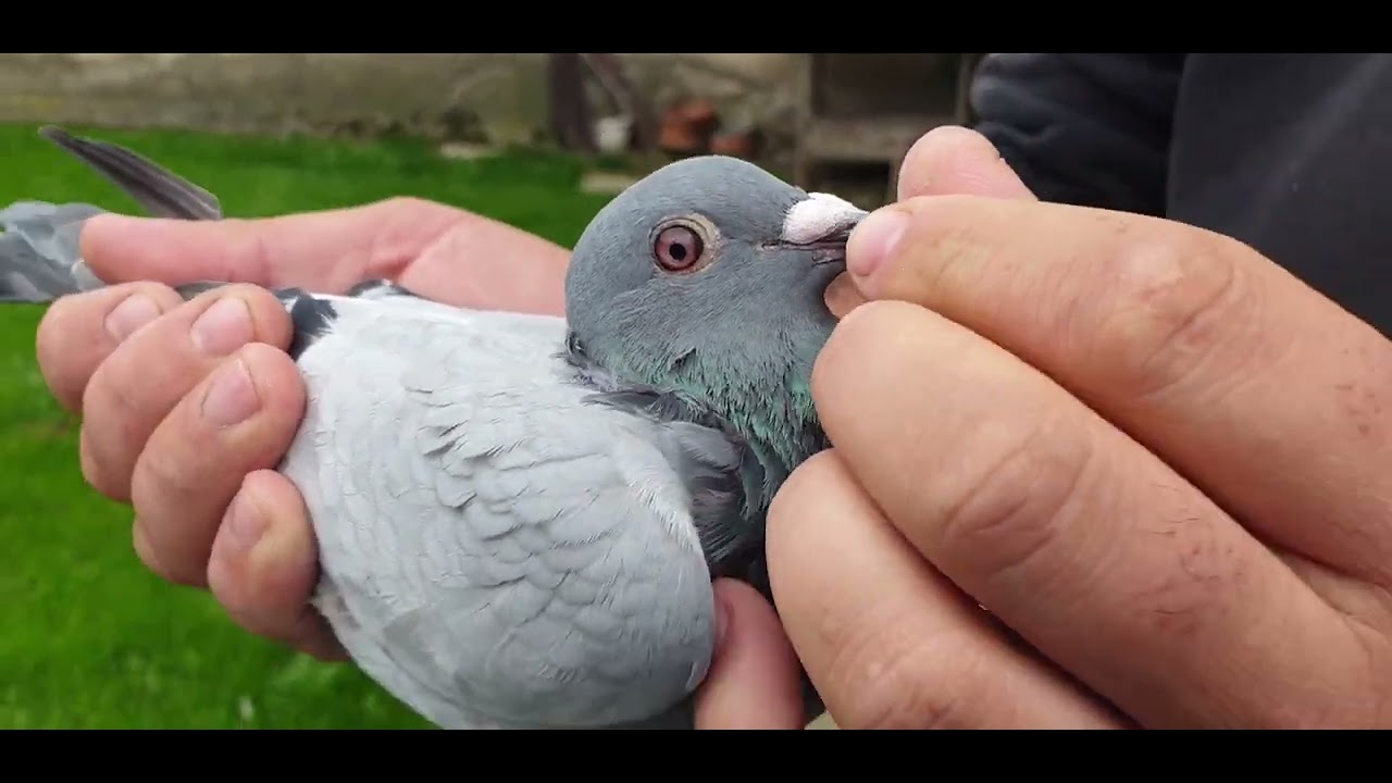 Marius Andrei (2) - YouTube