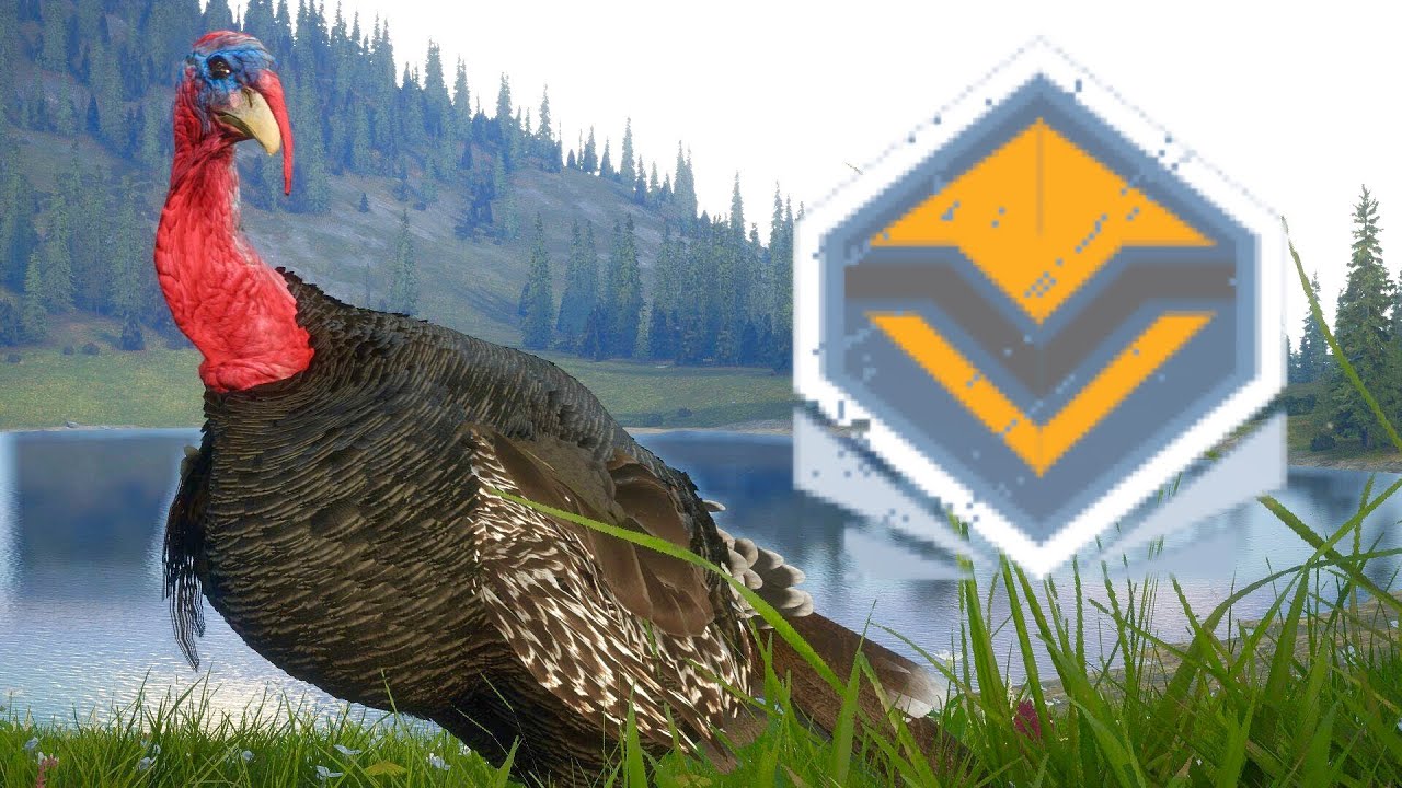 DIAMOND AND RARE TURKEYS GALORE- INCLUDING A MAX SCORE LIGHT BROWN ...