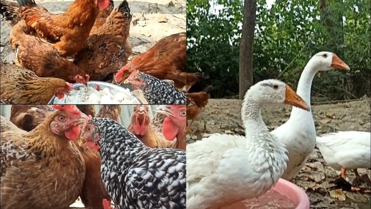 How to breed successful chickens and obtain nutritious feed on the ...