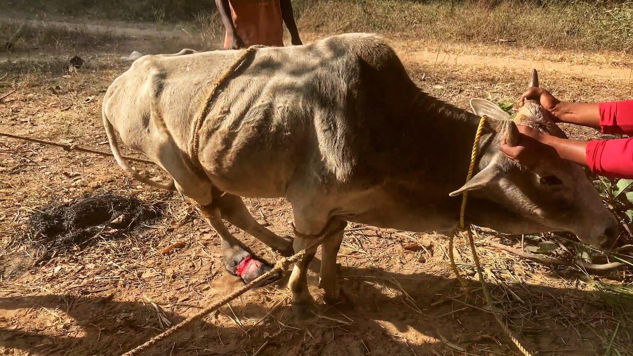 Please save the animal 🙏🙏🙏 Akhir Ye insan kavi nahi sudhrenge 😡 - YouTube